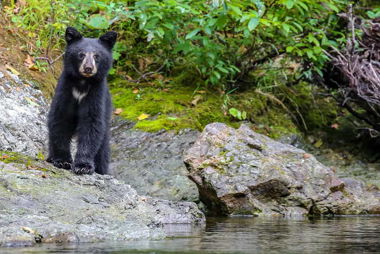 Mapping Idaho’s most bear-prone areas