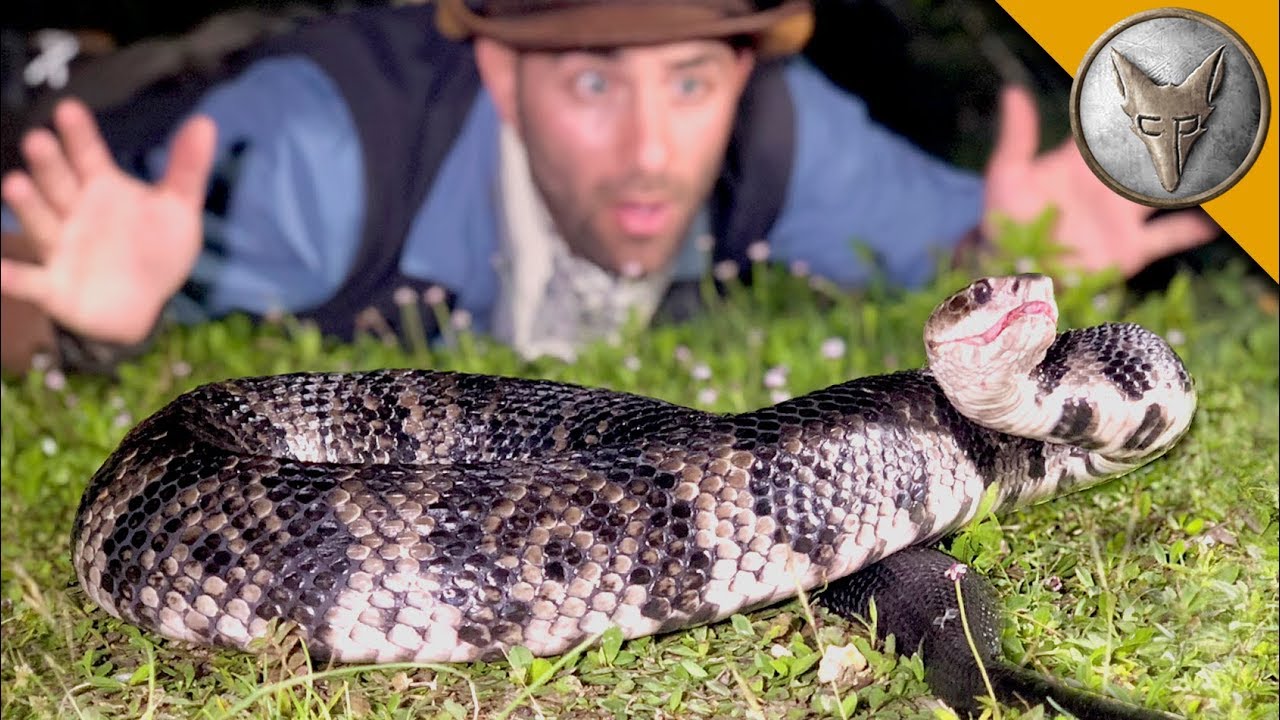 A close call with a cottonmouth for Coyote Peterson