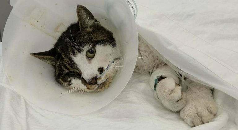 Gattina stuprata a Roma: «Rosi sedata per il sondino gastrico ...