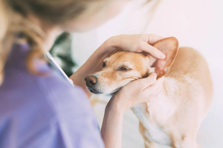 Lesser-known condition vet says is 'dog owner's worst nightmare'