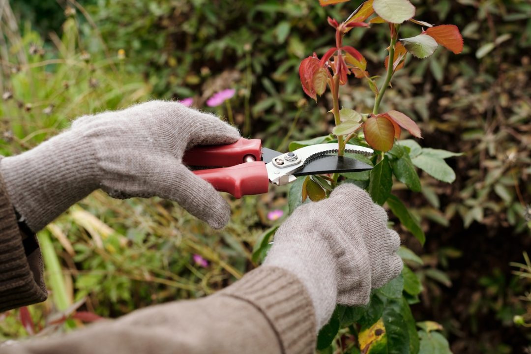 3 plants you should prune in April before spring growth explodes