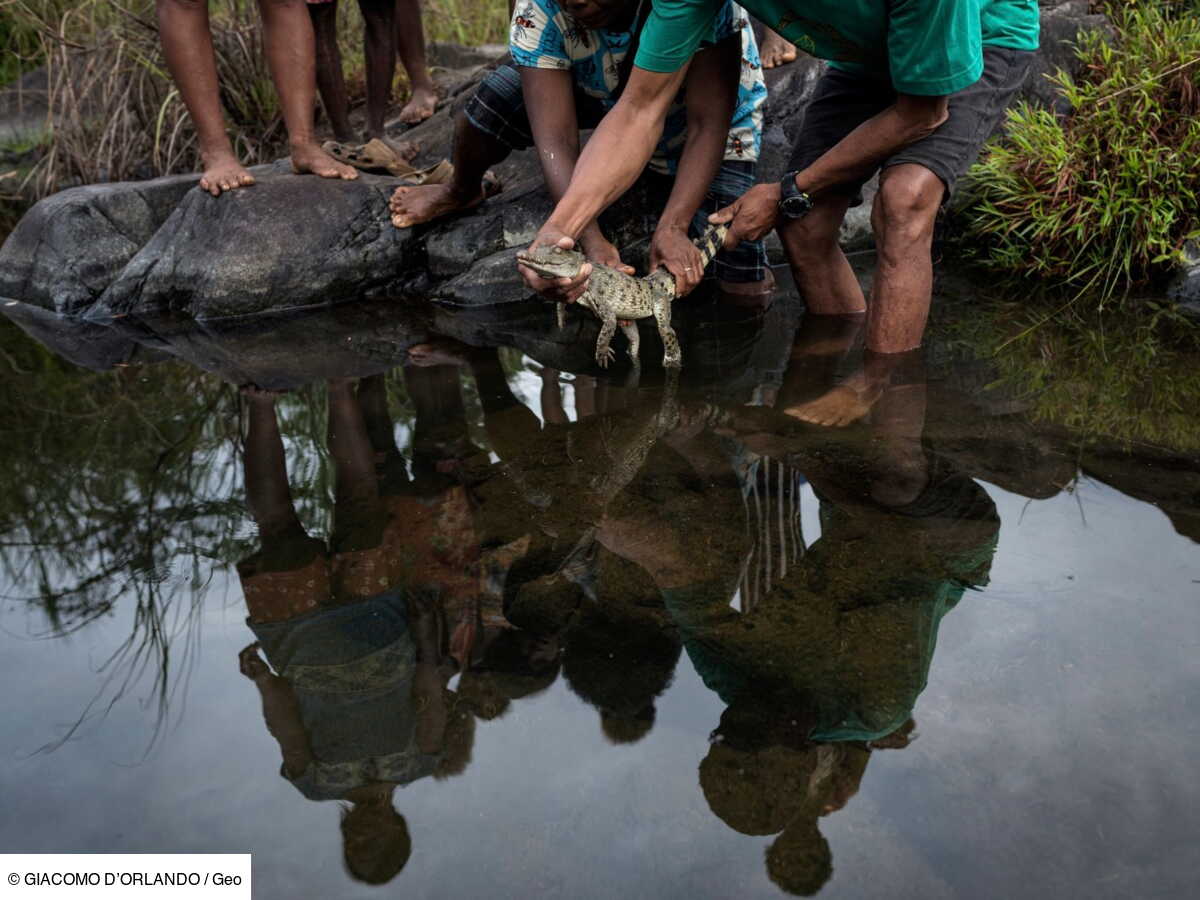 Un pacte avec les crocodiles : sauver les reptiles de la jungle philippine