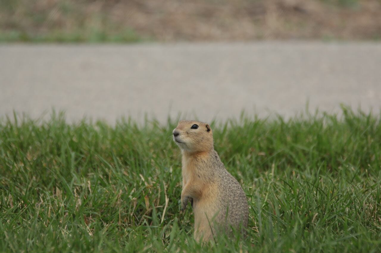 Sask. hunting organization offers to put gophers in the crosshairs for ...