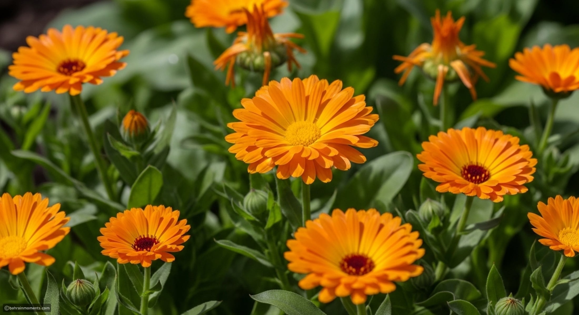 10 cheap flowers to plant that will make your garden pop