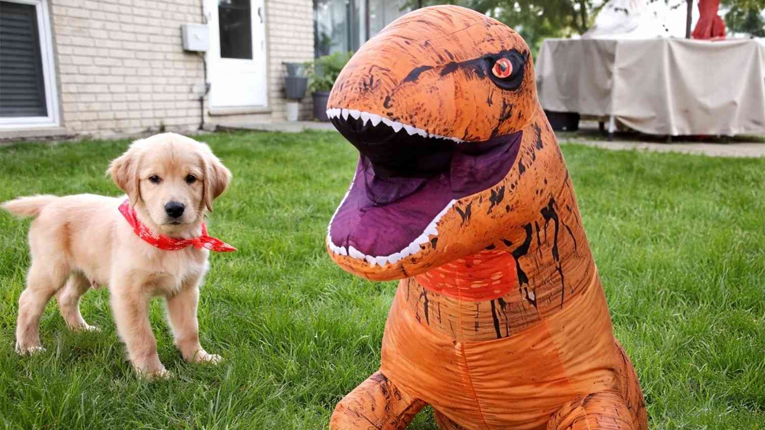 This dinosaur confused my dog completely