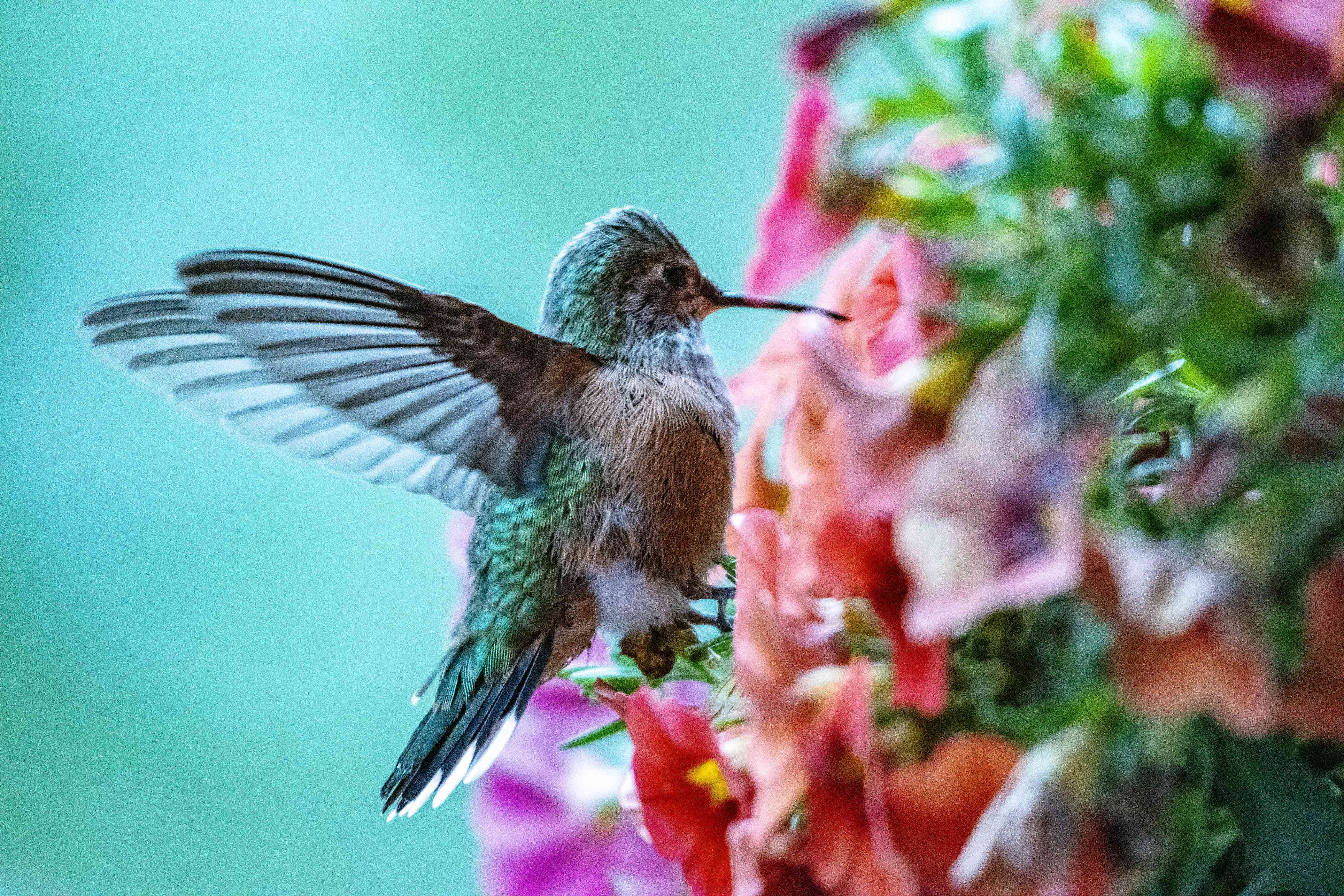10 beautiful flowers that naturally attract hummingbirds to your yard