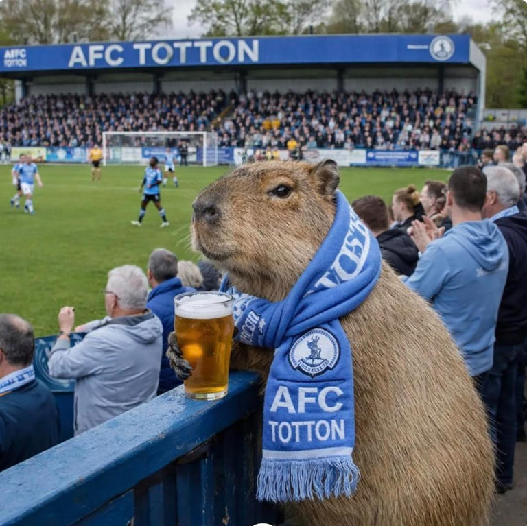 Escaped capybara, largest rodent in world, becomes social media sensation