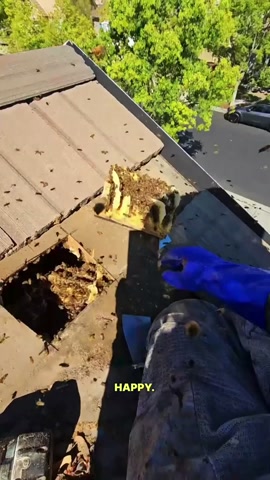 Melting rooftop beehive turns into a chaotic colony collapse