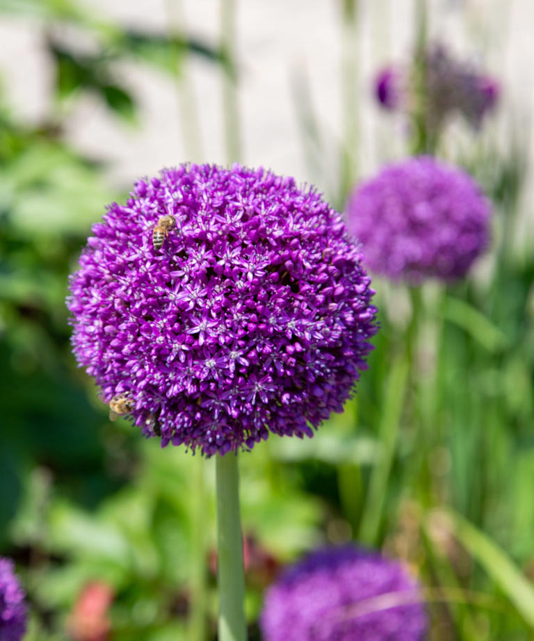 This is the one flower you need to attract bees in the summer