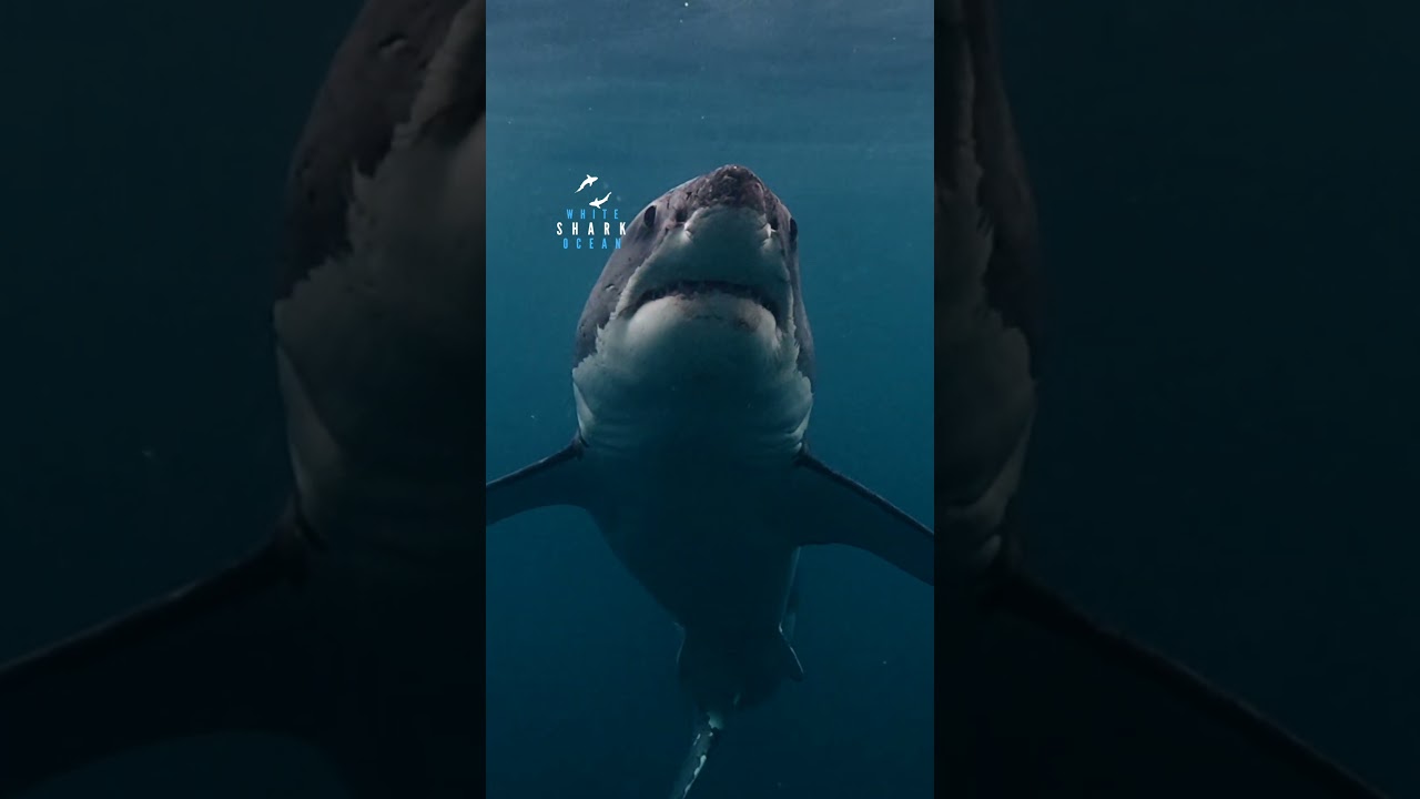 Great white shark rising towards the surface