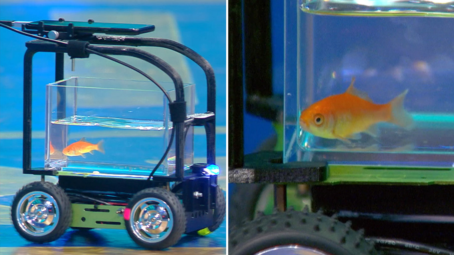 Engineer creates motion-sensing car driven by goldfish Blub, breaking ...
