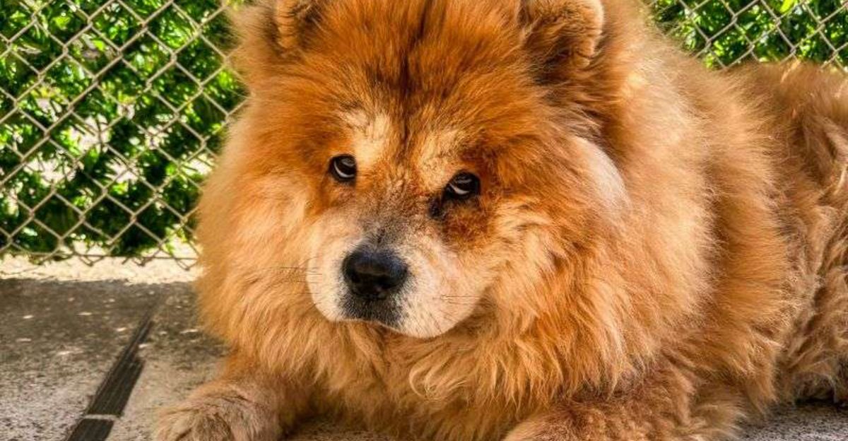 18 dog breeds that make "we'll figure it out later" a terrible strategy