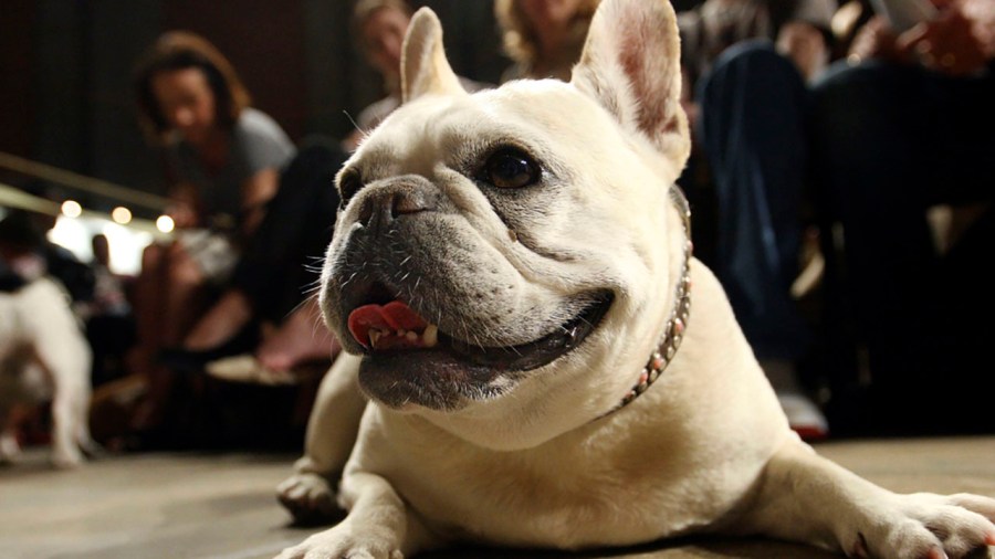 New American Kennel Club report reveals most popular dog breeds in Columbus