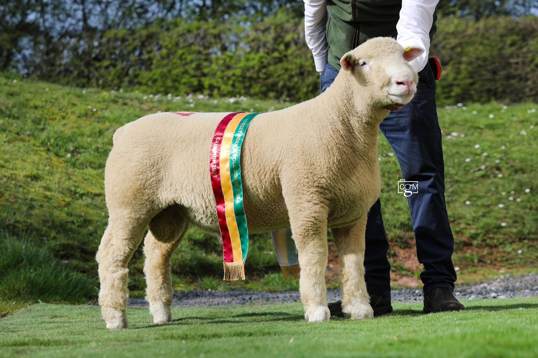 Ballymaconnelly flock leads Dorset Emeralds sale at 2000gns