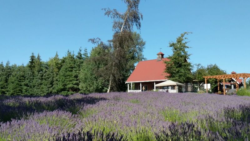 This Washington lavender farm will convince you you’ve stepped into ...