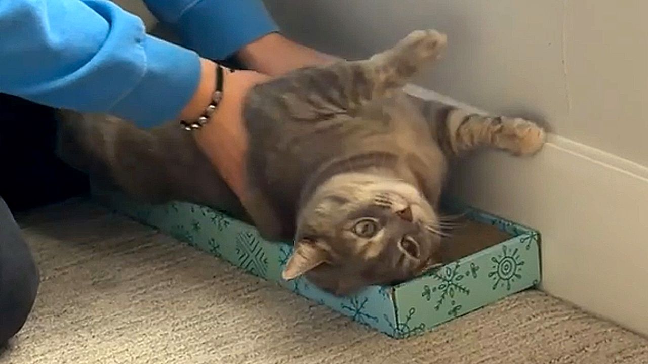 Cat really enjoys bizarre massage method