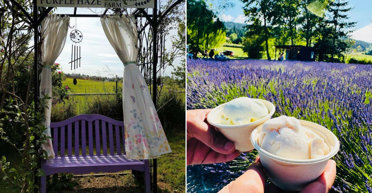This Washington lavender farm will convince you you’ve stepped into ...