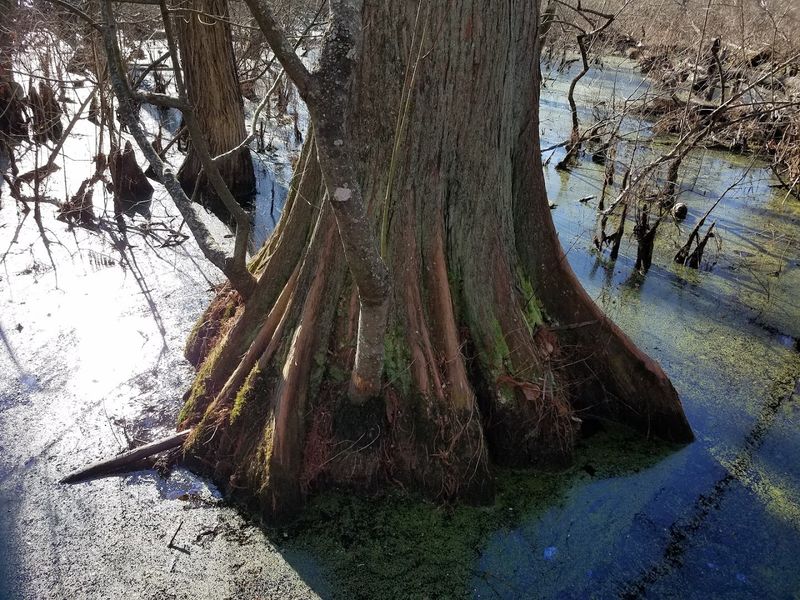 This rare Indiana wetland features an overcup oak swamp and ancient ...