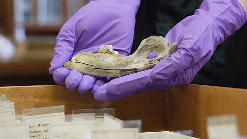 Man's older friend: New study finds dogs lived with humans 5,000 years ...