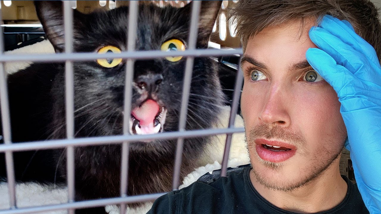 Kind person adopts a pregnant cat to provide a safe home