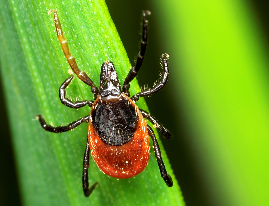 This year’s tick season could be the worst yet—here’s why
