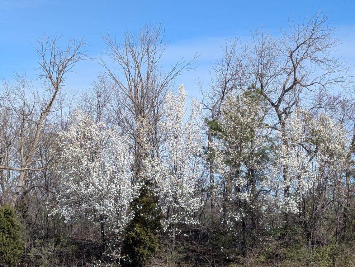 What to do about invasive plants taking over Kansas City's spring landscape
