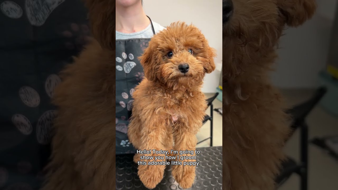 Teddy bear cut on a toy poodle puppy