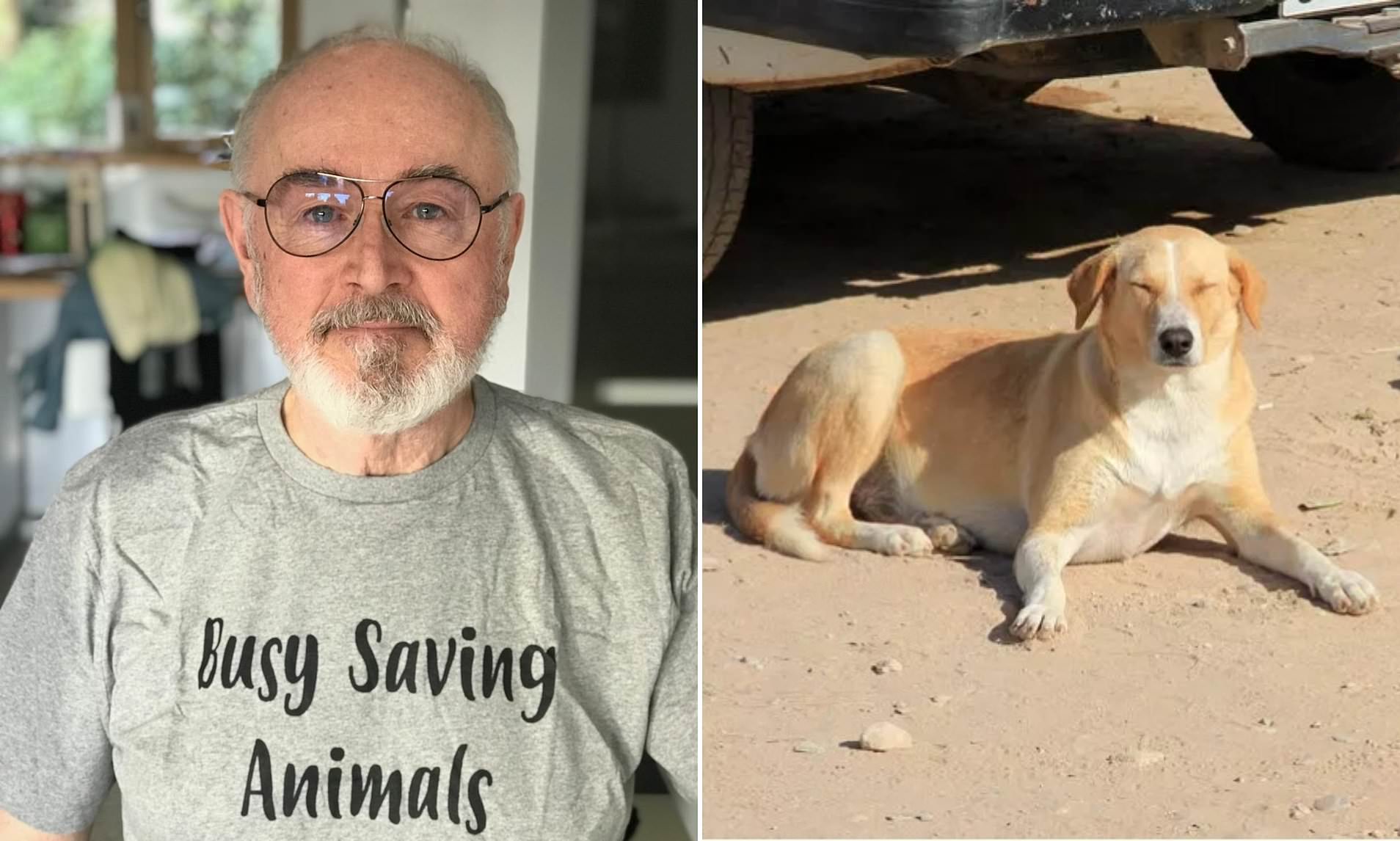 Morocco's culling of dogs to 'clean up' for the 2030 World Cup is ...