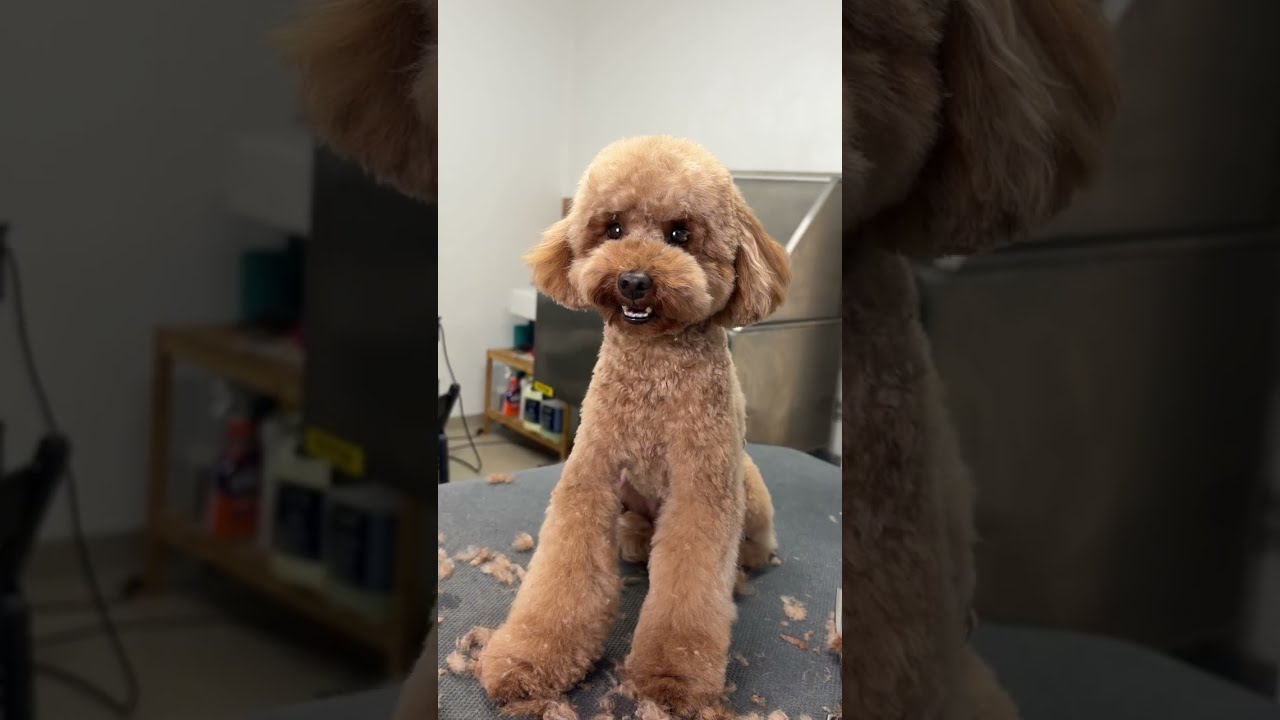 Perfect poodle head: Pro grooming tutorial for a flawless rounded look