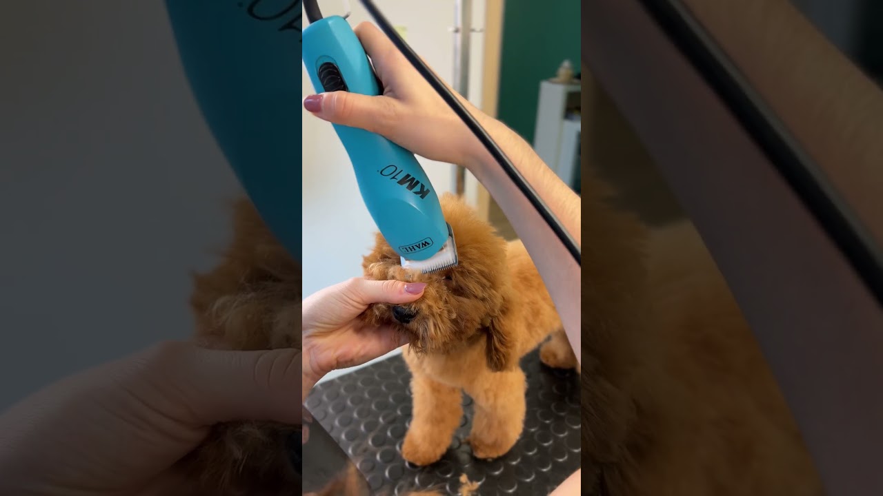 Fluffy poodle makeover: From shaggy to stylish with professional grooming