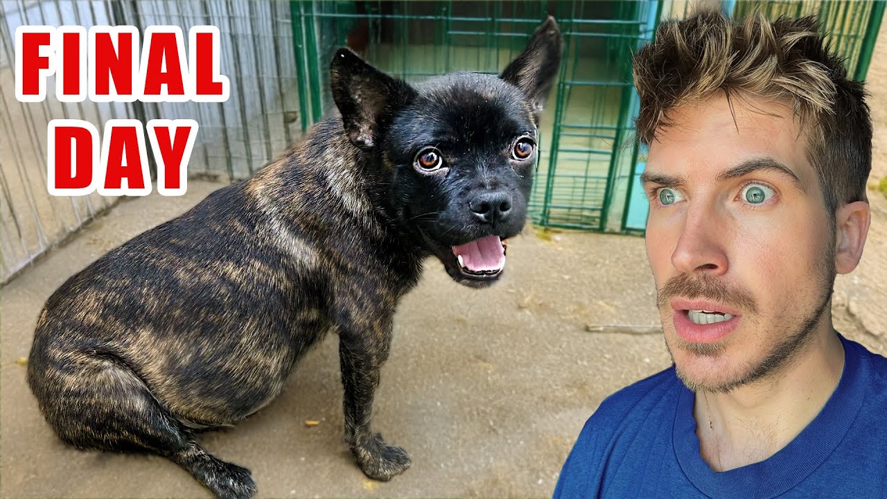 Brave foster parent rescues a pregnant dog from a frightening shelter