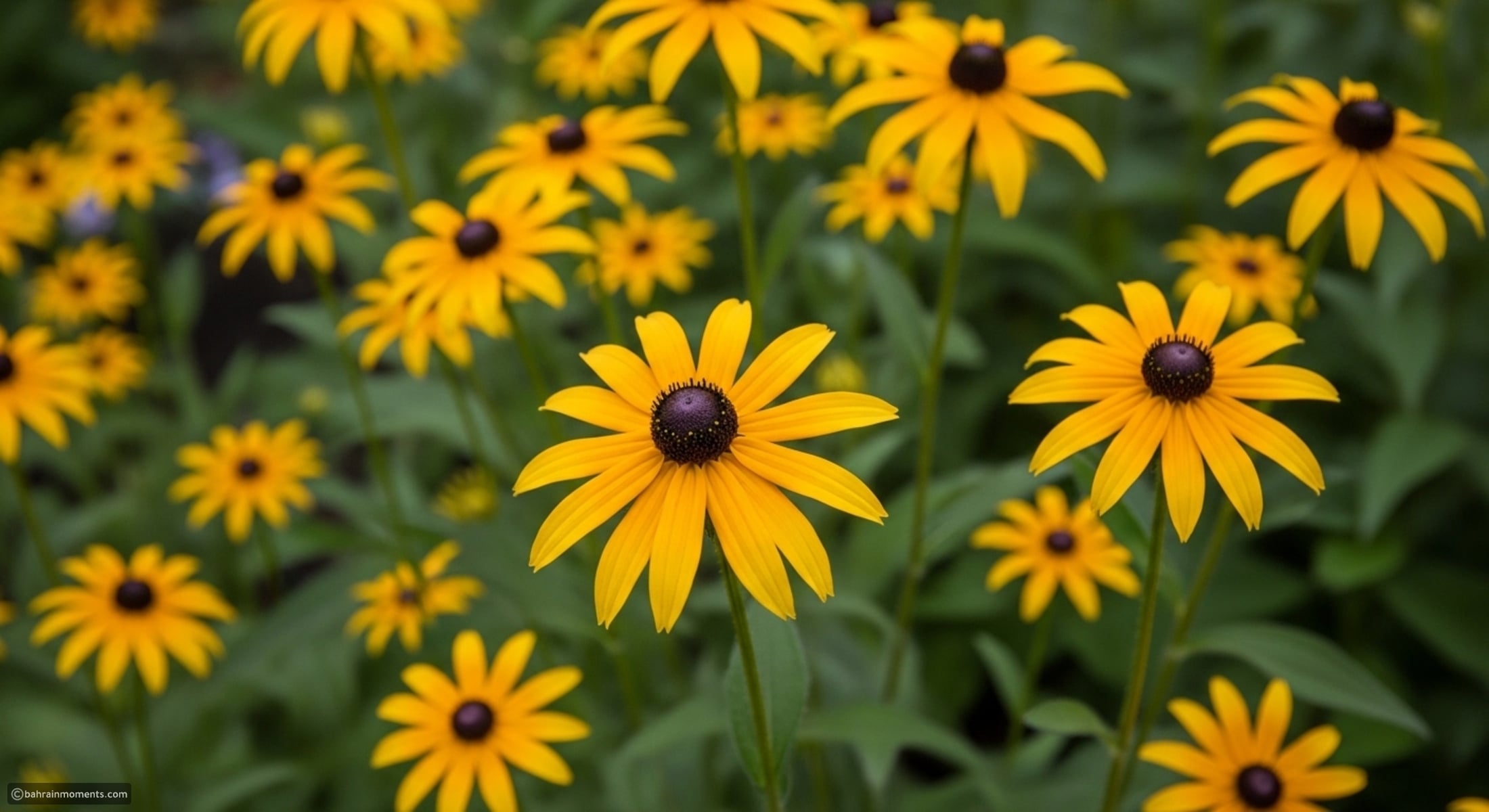 10 cheap flowers to plant that will make your garden pop