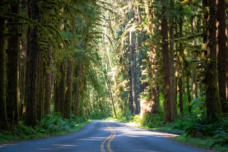 There's a hidden rainforest in the US - and almost no one knows it exists