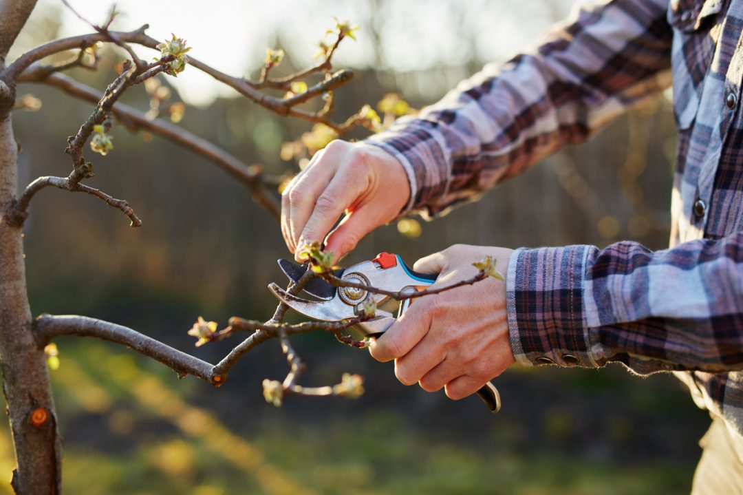 3 plants you should prune in April before spring growth explodes