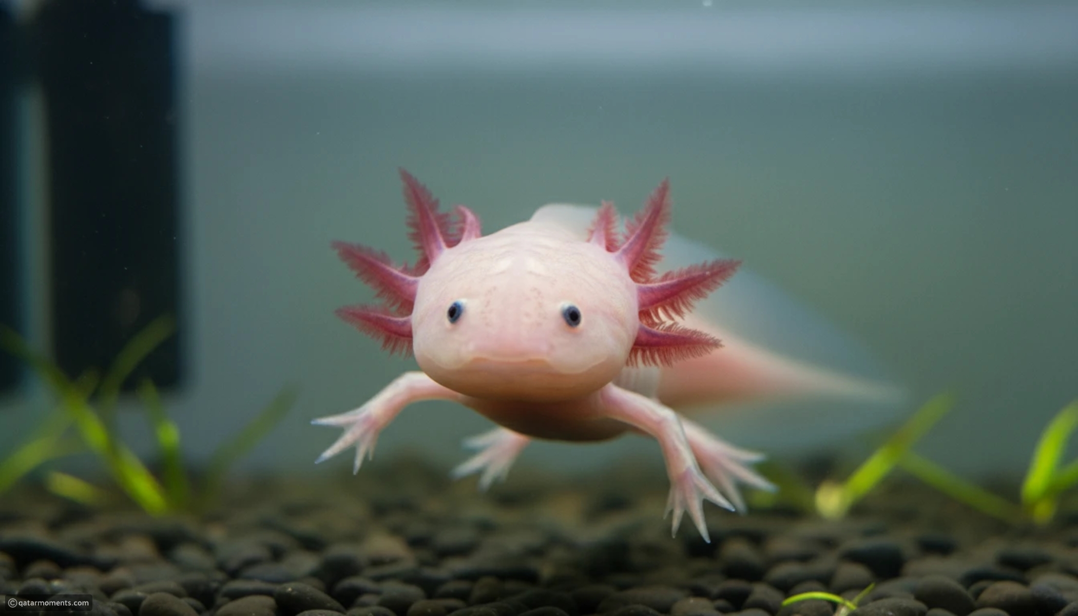 Animals you can legally keep as pets but probably should never try