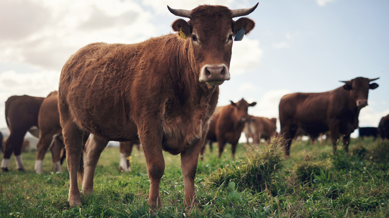 The massive amount of beef just one cow can produce