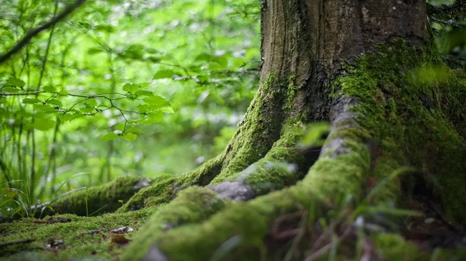 There's a hidden rainforest in the US - and almost no one knows it exists