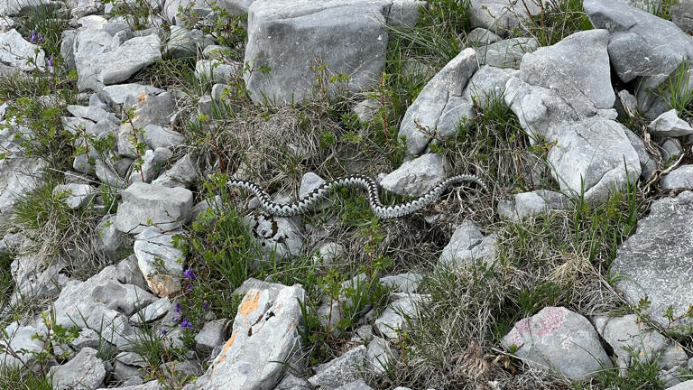 Tierplage in Kroatien – Experten warnen Urlauber