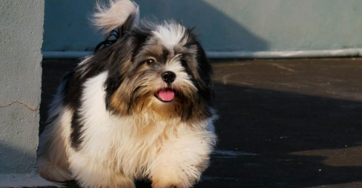 16 dog breeds people keep calling low-maintenance when the evidence ...