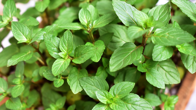 What is chocolate mint and how do you use it?