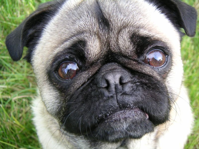 17 dog breeds owners excuse way too much just because they are cute