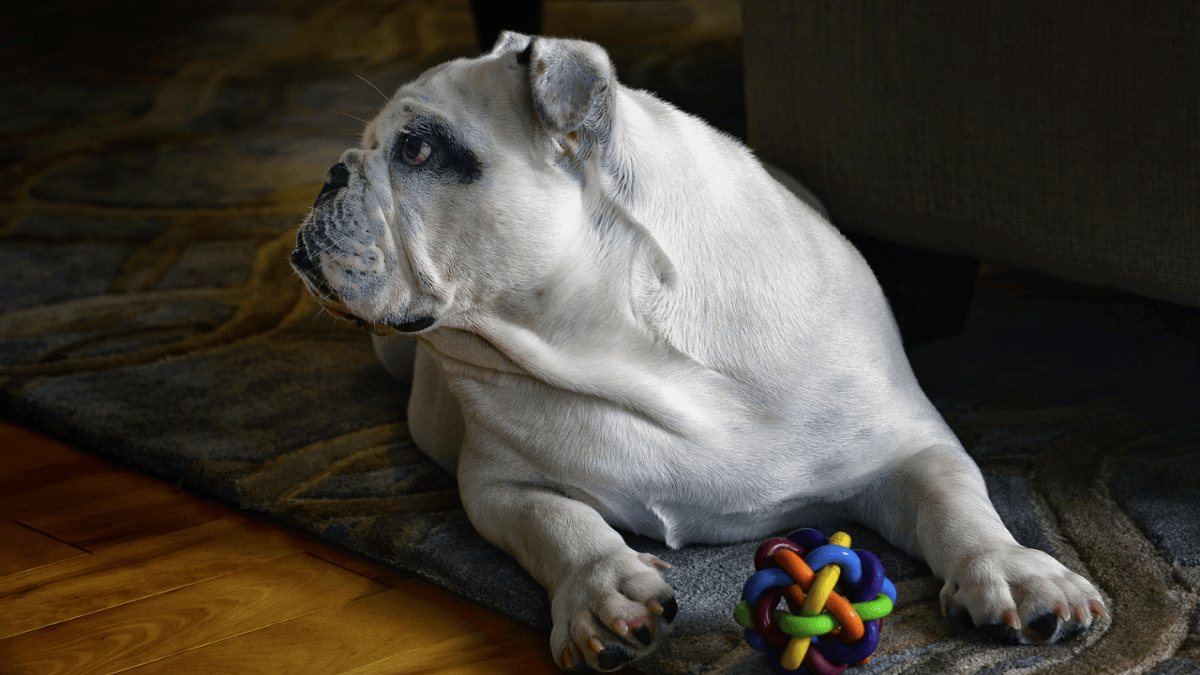 Dog separation anxiety: Tips for your best friend to feel calmer