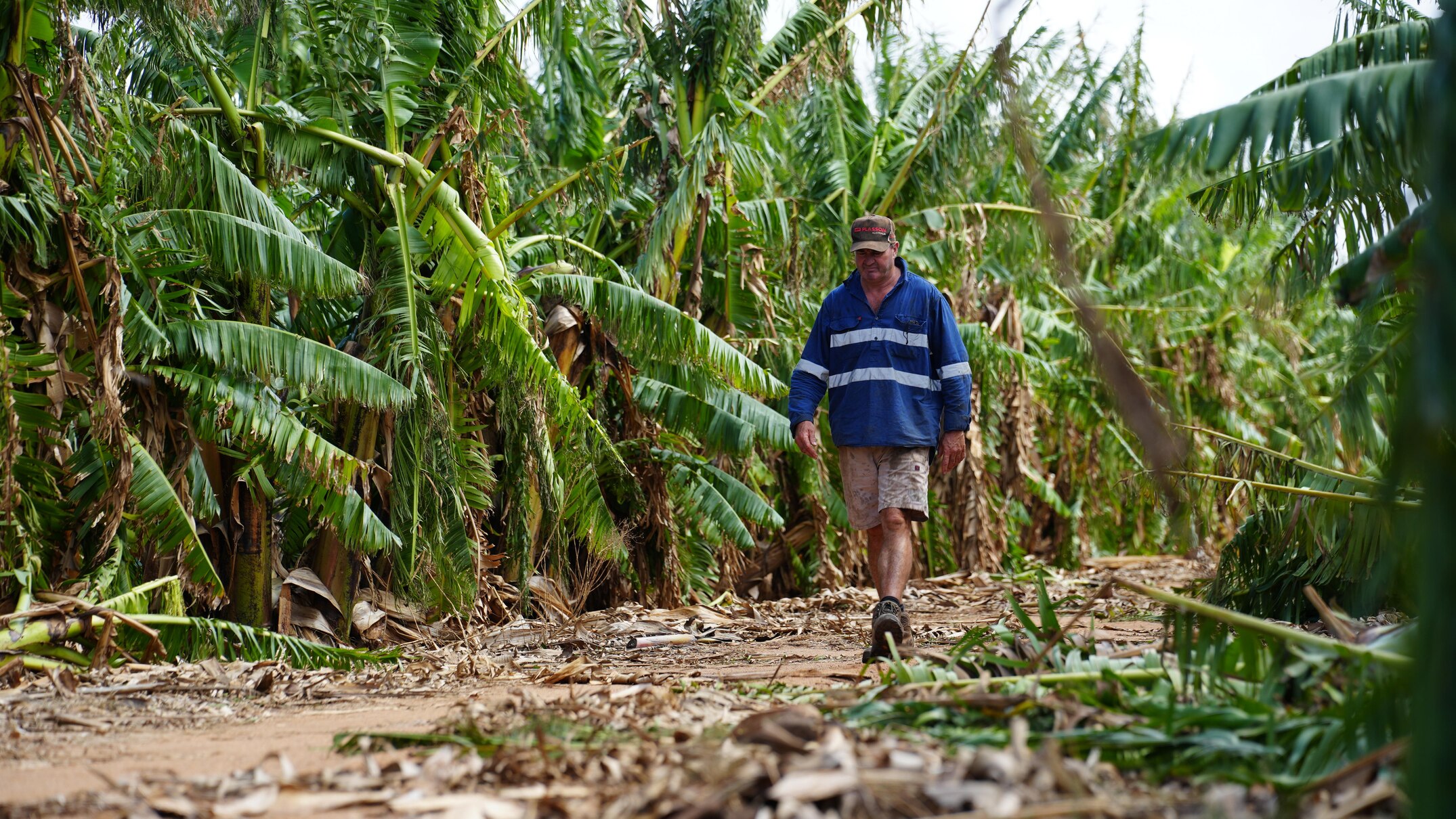 Cyclone Narelle destroys WA banana crops, Carnarvon growers hit hard