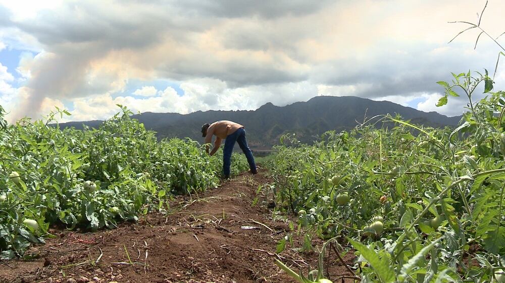 How organizations are helping Hawaii farmers recover from Kona low storms