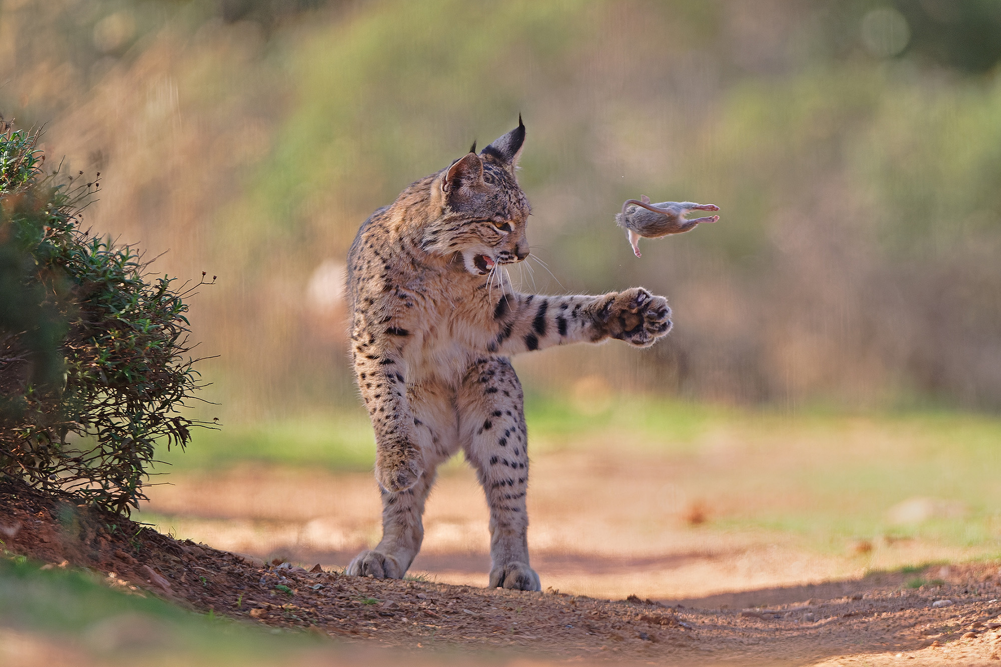 'Flying rodent' photo of lynx ready to eat his prey wins Wildlife ...