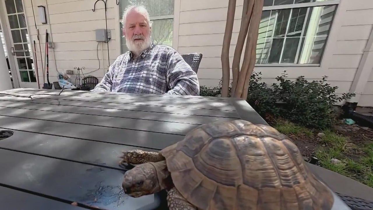 Bobby the tortoise makes his spring comeback at Plano assisted living ...