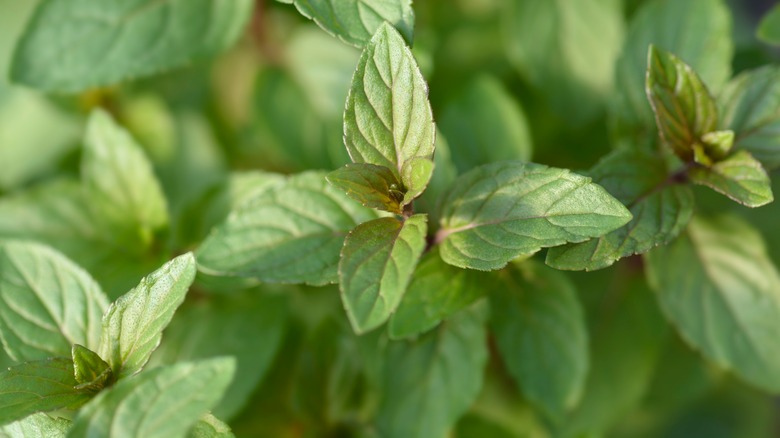 What is chocolate mint and how do you use it?