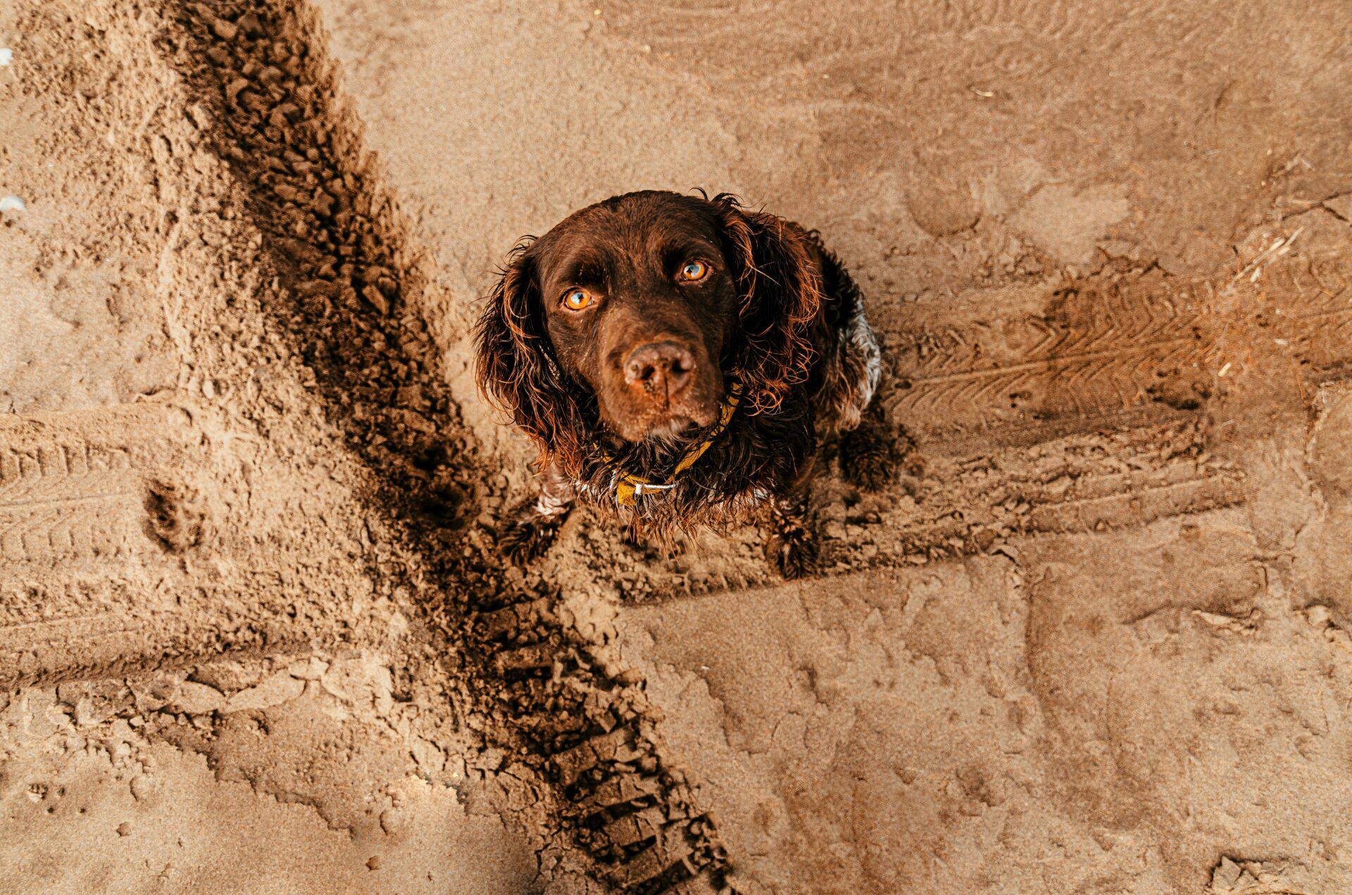 15 everyday things humans do that dogs really hate