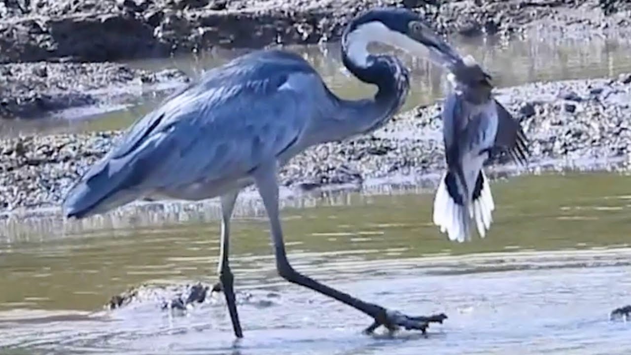 The shocking truth behind a heron's hunt 🌊