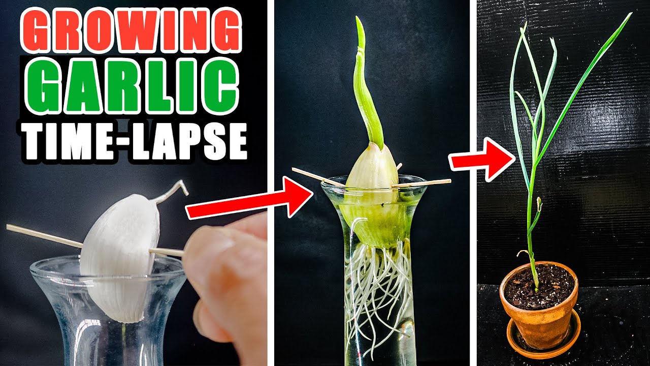 From clove to plant: 42-day garlic growth time-lapse